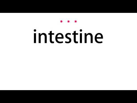 How to pronounce intestine - Vocab Today