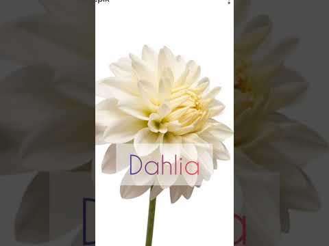 Do you know the spelling of this flower?