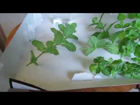 Growing Peppermint from Cuttings – Gardening Fire