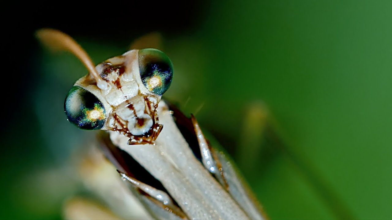 Mantispa styriaca macro video cleaning (test shot)