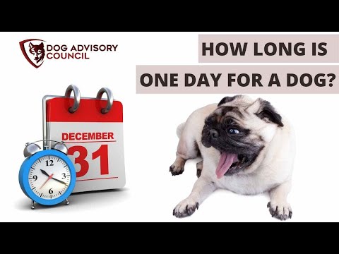 How Long is One Day for a Dog? (A Month And A Year)