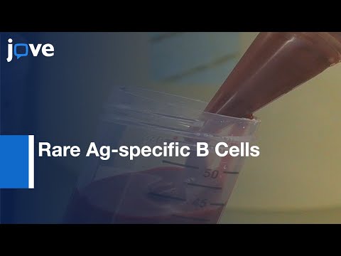 Rare Ag-specific B Cells Enrichment to Analyse Phenotype and Function | Protocol Preview