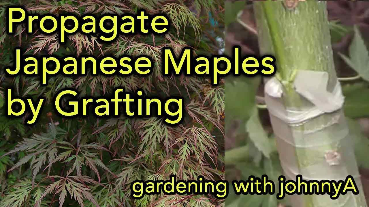 How and When to Graft Red and Green Leaf Japanese Maples - Propagation Tips and Techniques