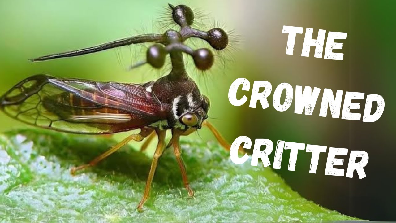 The Brazillian Treehopper | The Bug With Helicopter Head