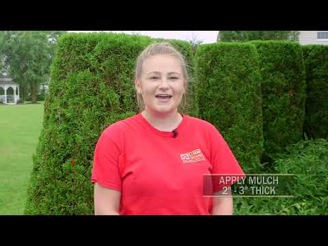 Can I Lay My Mulch Over Last Year Mulch?