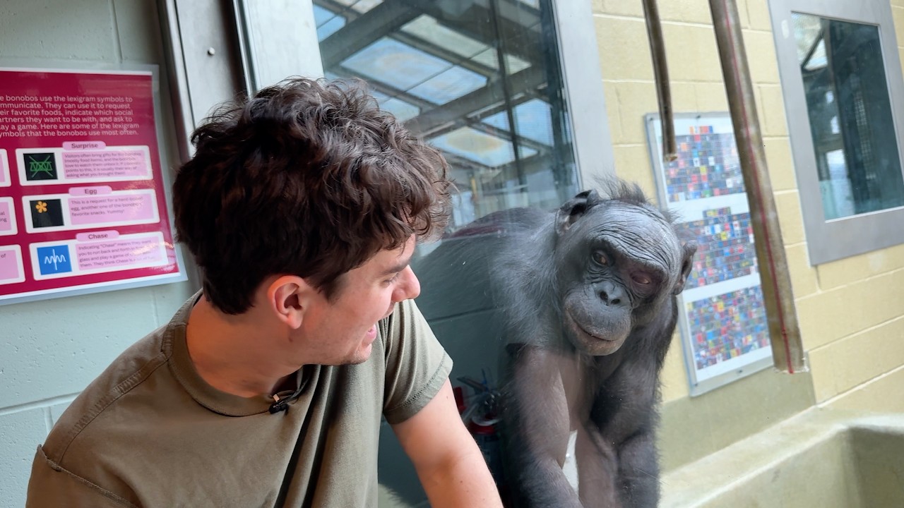 Exploring Bonobo Communication: A Unique Encounter with Our Closest ...