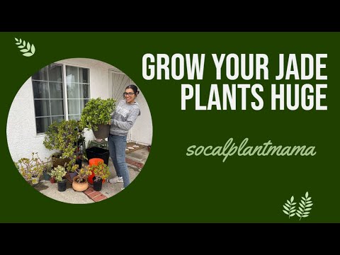 Jade plant- different tips on growing + getting HUGE | ALL OUTSIDE | variety jades 🪴