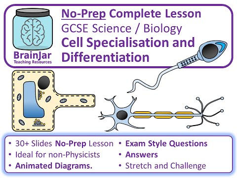Cell Specialisation and Differentiation - AQA GCSE Biology