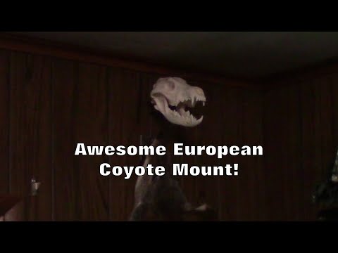 How To Hinge Jaws On European Predator Skull Mounts