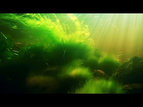 Why is my Fish tank Water Cloudy?!