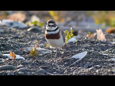 Robinson Bay Dotterels 2014