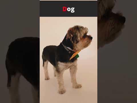 Animal names in English starting with the letter D