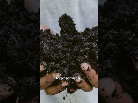 How to Grow Big Beefsteak Tomatoes