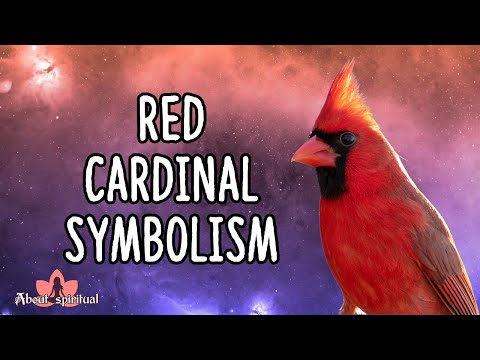 Red Cardinal Symbolism and Meaning