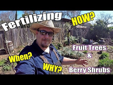 When Is The Best Time To Fertilize Fruit Trees & Berry Shrubs? How Much & How Often?