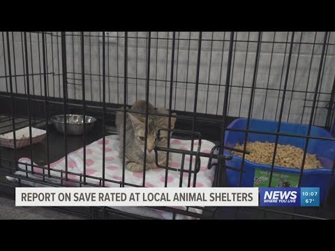 Nearly all Northwest Arkansas animal shelters are considered 'no-kill'