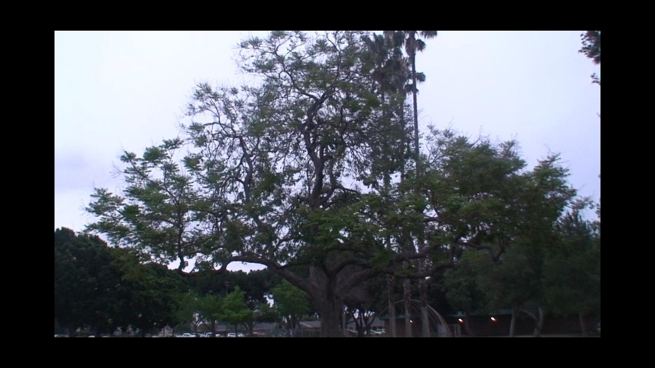 Adventure Memory #1!! Welcome to The Amazing Wonderful Willow Park!! (02/08/26)