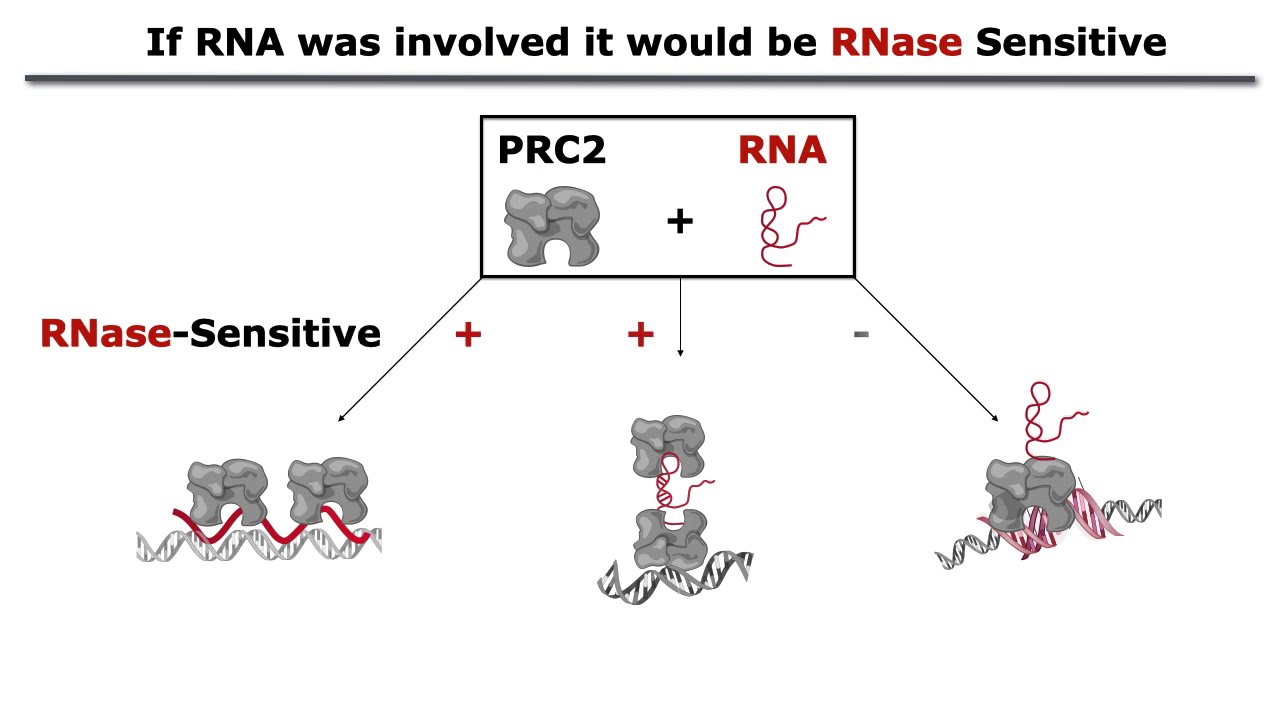 PRC2 Requires RNA to maintain localization on chromatin and defining cell state.