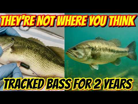 2-Year Study Reveals Where Bass ACTUALLY Live (And It's Not Where You Think)