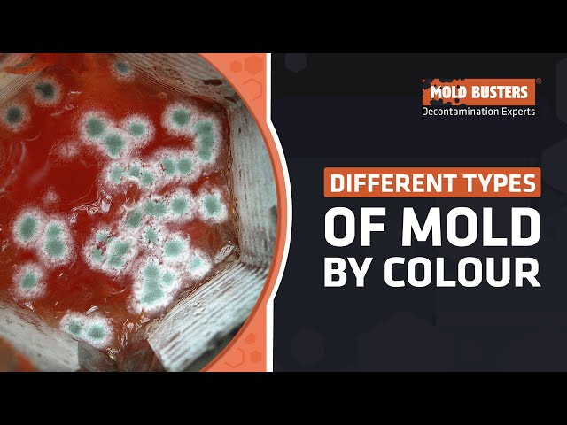 Types of Mold by Health Effects, Toxicity and Color - Mold Busters