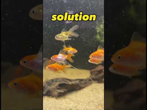 Why Does My Oranda Goldfish Have Long Stringy Poop #Oranda #Goldfish #stringpoop #poop