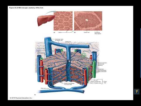 Human A&P II: Functional Anatomy of Digestive Accessory Organs