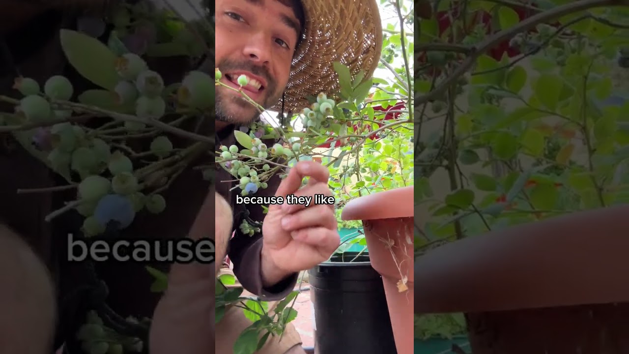 Blueberry 🫐 Growing In Containers - Huge Yield!