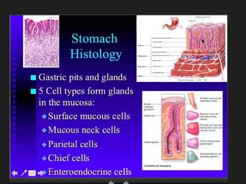 Stomach - Digestive System - Anatomy (Part 3)
