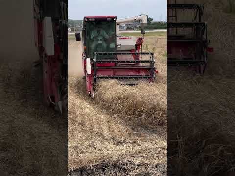Small combine harvester. Harvesting wheat #shorts #japan