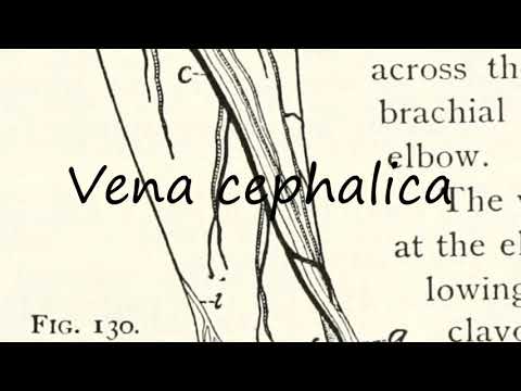 How to Pronounce Vena cephalica?