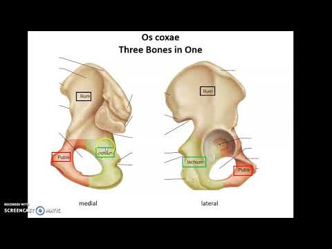 Lab 4 Topics: Appendicular Skeleton