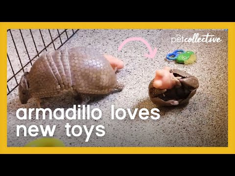 Armadillo Plays With Toys