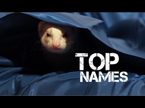 girl ferret names that start with i