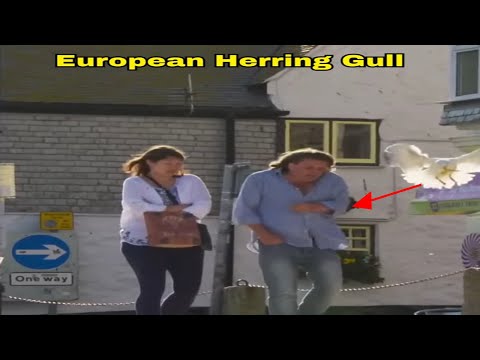 European Herring Gull Facts #youtubeshorts #youtube #ytshorts