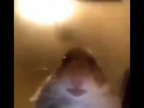 Hamster Call Staring at Camera meme 2019
