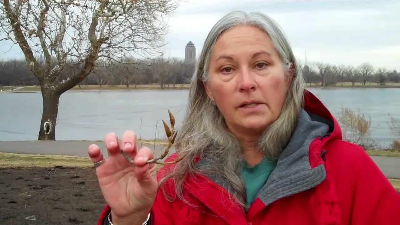 Winter Tree Identification Part I:  Easy to ID Trees