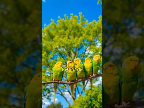 Budgies | Most Popular Bird Series ✨ #bird #budgies #funny #cute #ai