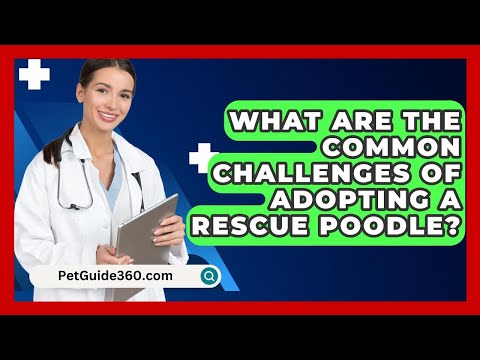 What Are The Common Challenges Of Adopting A Rescue Poodle? - PetGuide360.com
