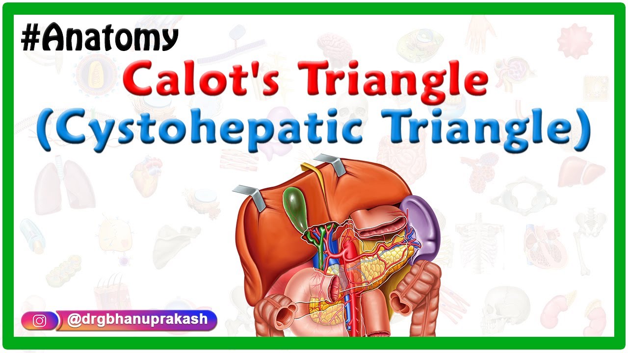 Calot's triangle (cystohepatic triangle) - Boundaries , contents , Clinical anatomy
