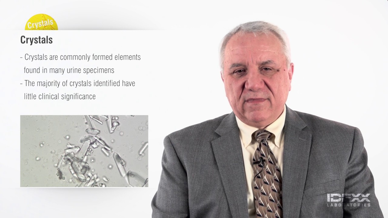 IDEXX - The Urine Sediment Examination