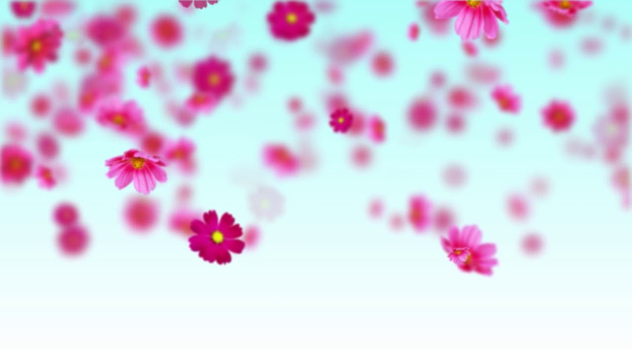 Pink cosmos flowers   Free motion background loop