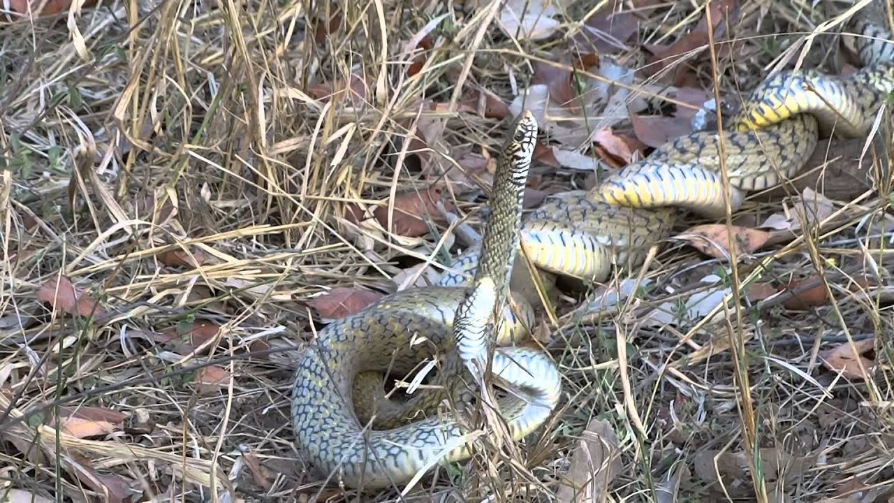 Snake Mating Dance