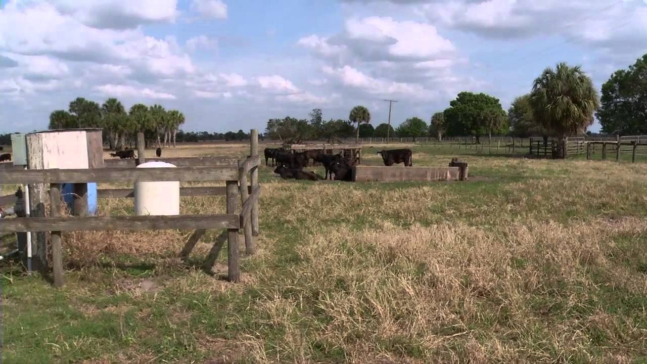 UF/IFAS Research - Cattle Breeding