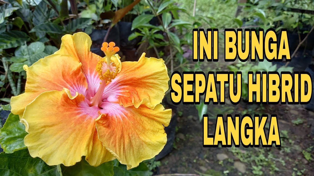 Waww... Bunga Sepatu Hibrid yang cantik || Hibiscus Import || Tanaman Hias ...