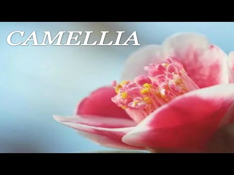 CAMELLIA! WHAT DO YOU MEAN?