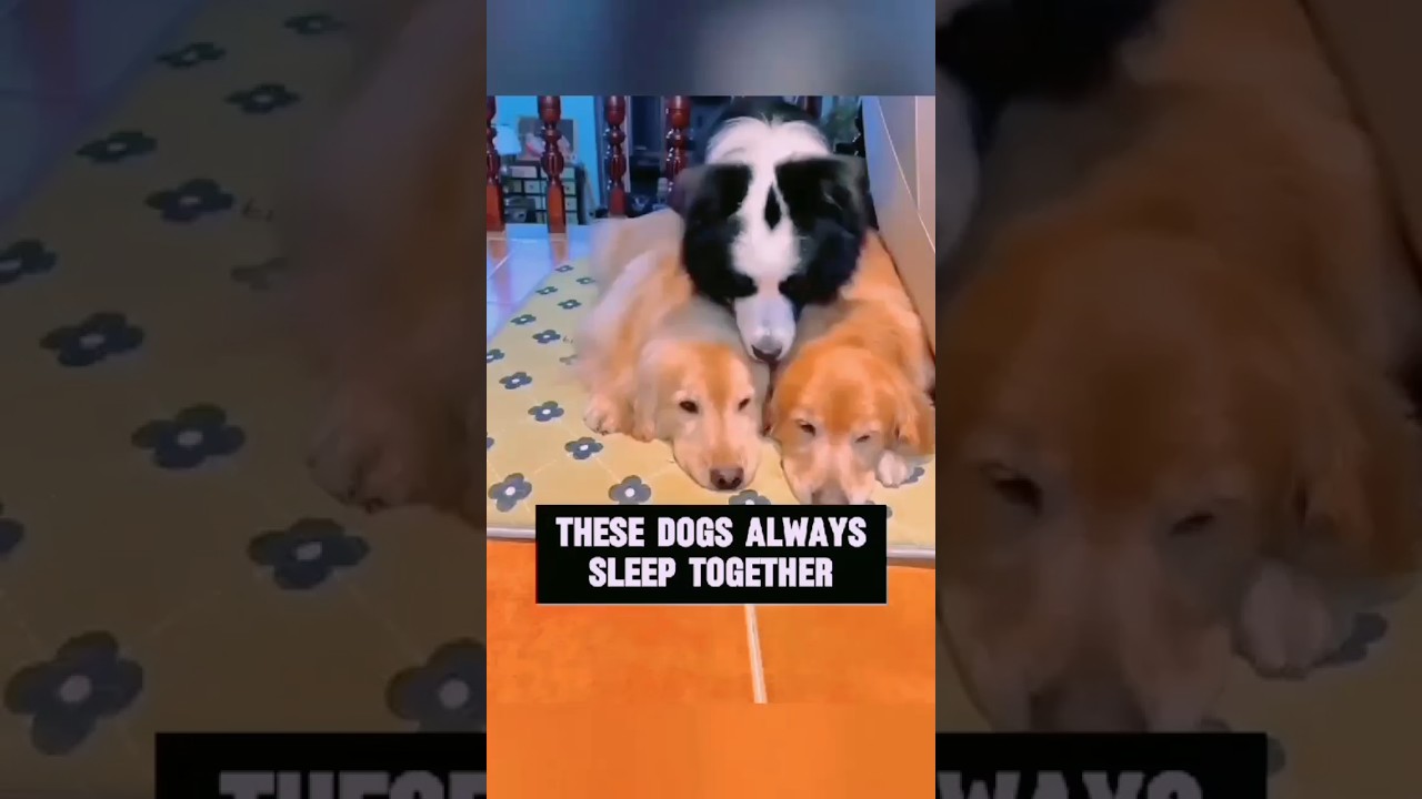 This dog can't sleep separately #shorts