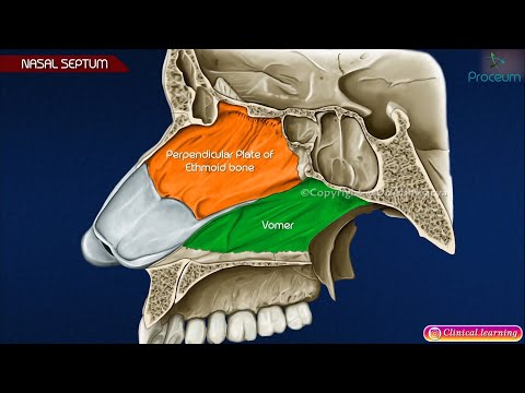 Nasal Septum Anatomy Animation 👃👃👃