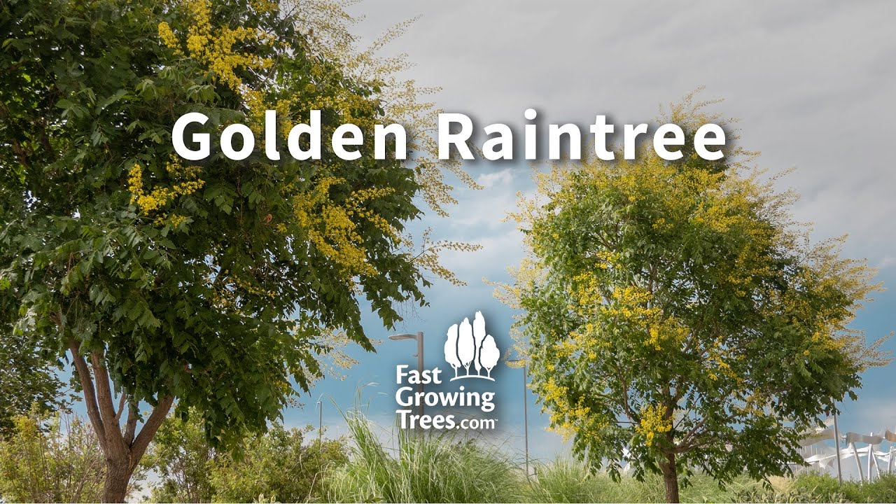 Golden Raintree | Fast Growing Trees