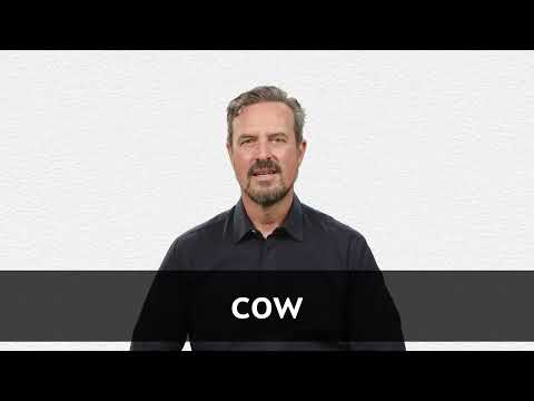 How to pronounce COW in American English