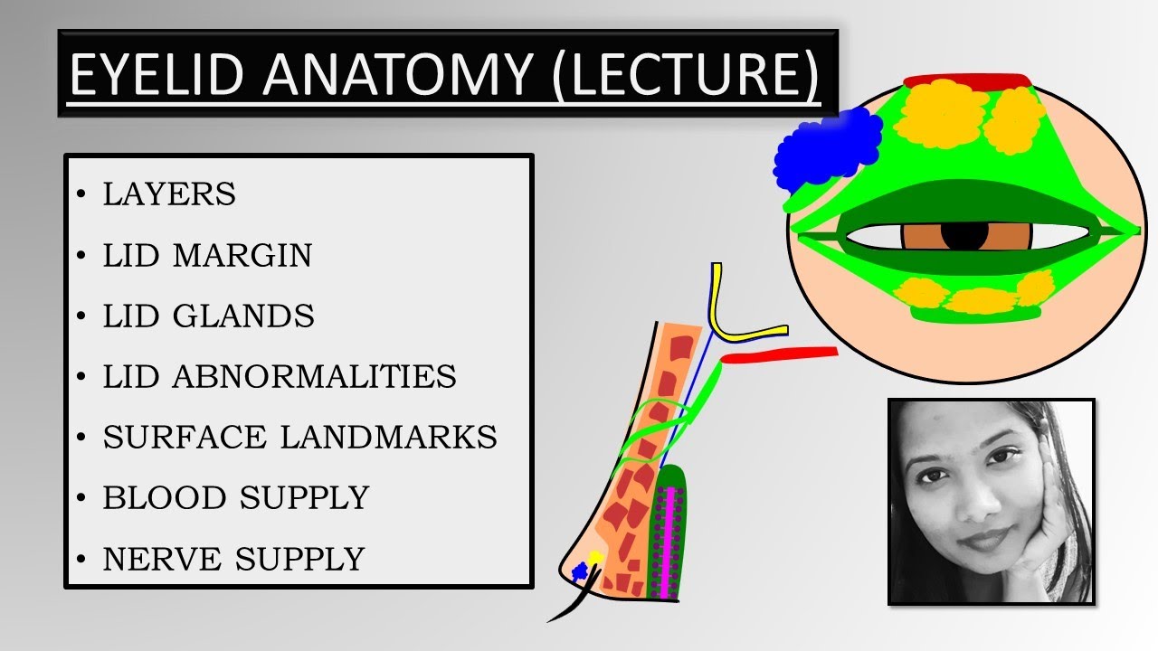 Eyelid Anatomy (Lecture) for both UG & PG students | Oculoplasty
